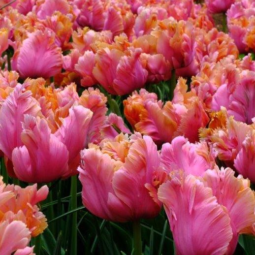 Túlipanalaukur Amazing Parrot – Blómdís & Jóndís Vefverslun